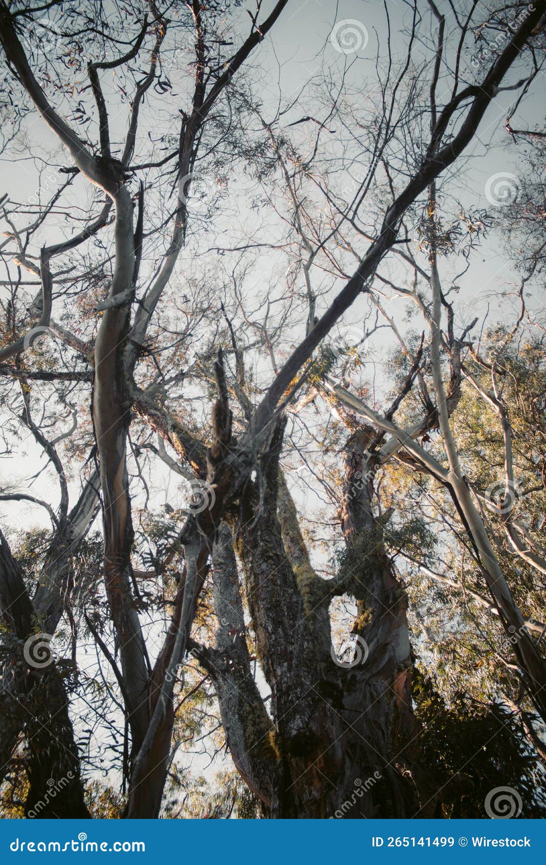 Vertical Low-angle Shot of a Tree in a Park Stock Image - Image of ...