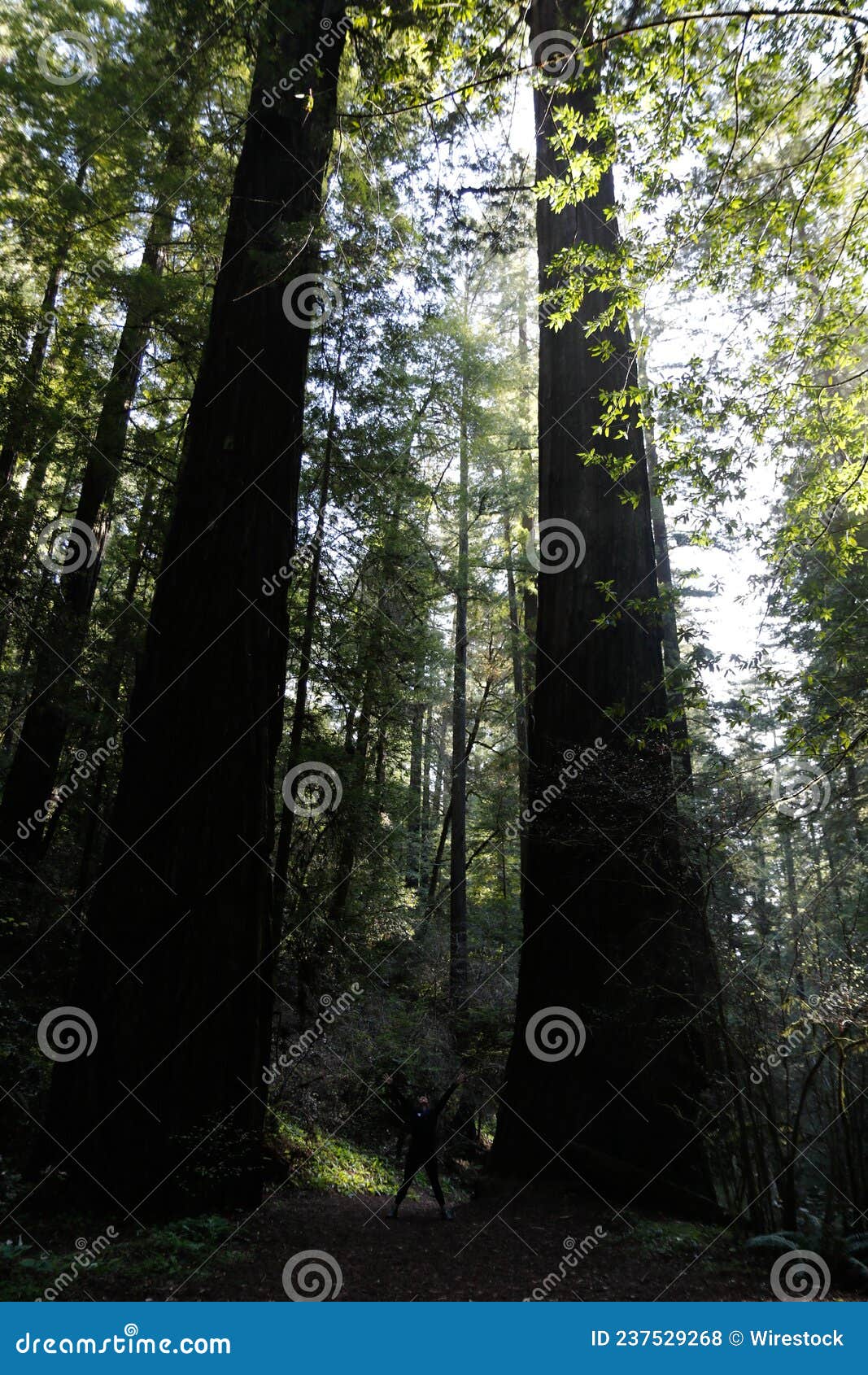 Vertical Low Angle Shot of the Trees in the Beautiful Forest Stock ...