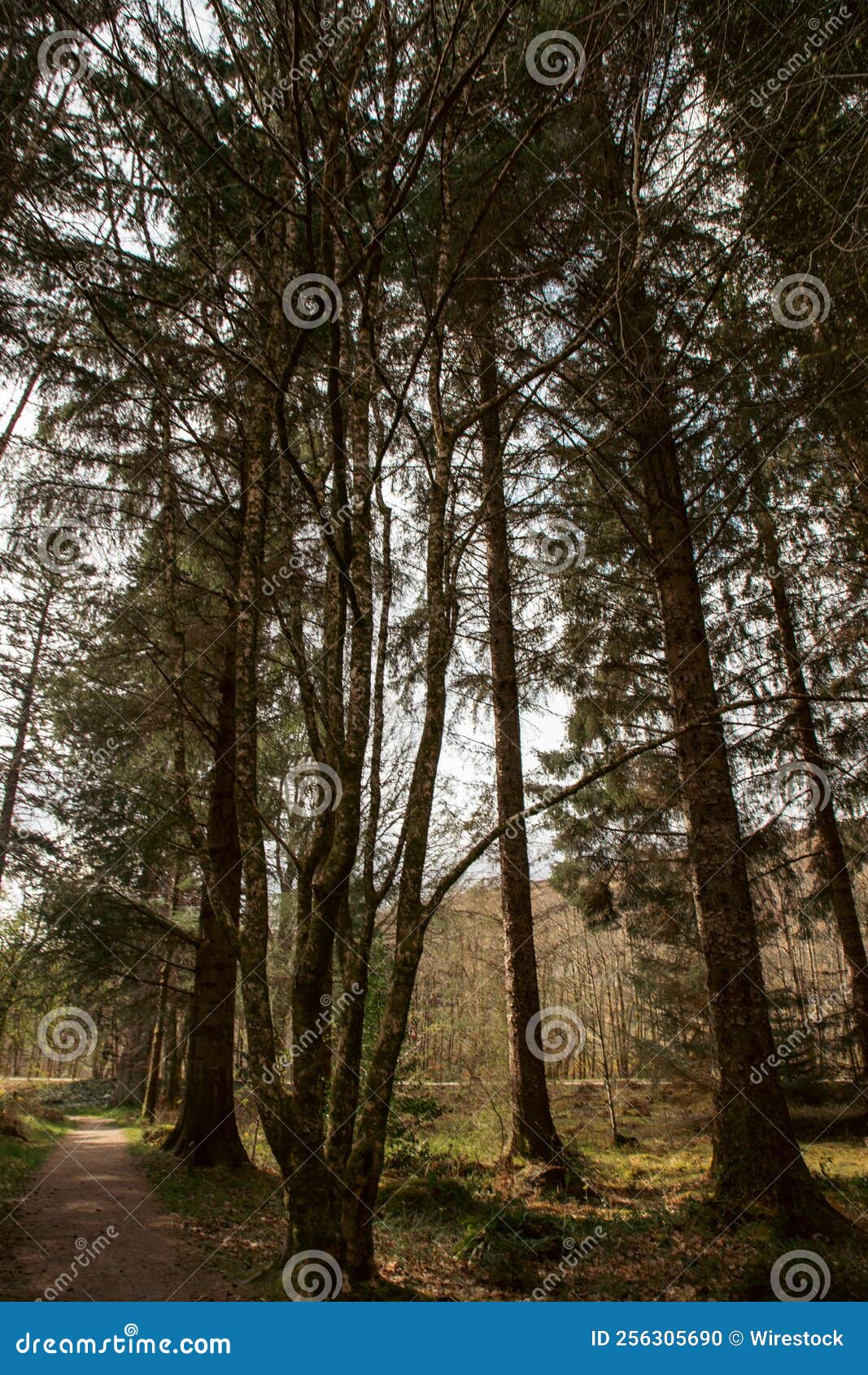 Vertical Low Angle Shot of Trees in the Woods Stock Photo - Image of ...