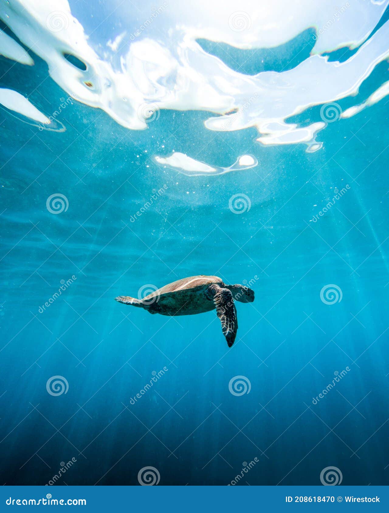 Vertical Low Angle Shot of a Turtle Swimming in the Ocean Stock Photo ...