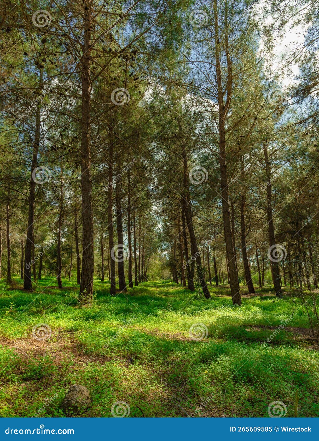 Vertical Low-angle of a Sunlit Forest with Grass Around, and Sky Seen ...