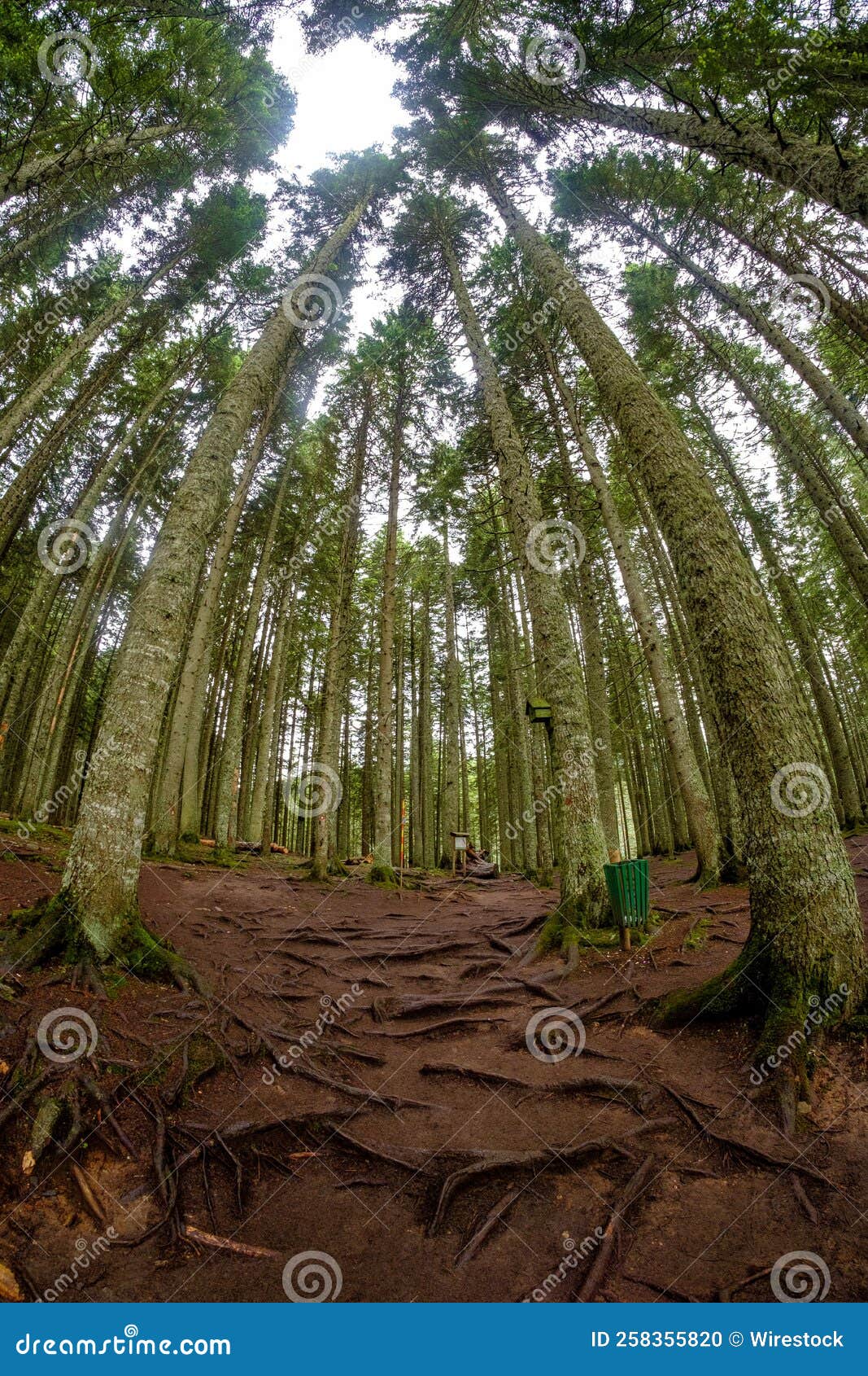 Vertical Low Angle of Tall Trees in the Forest Stock Photo - Image of ...