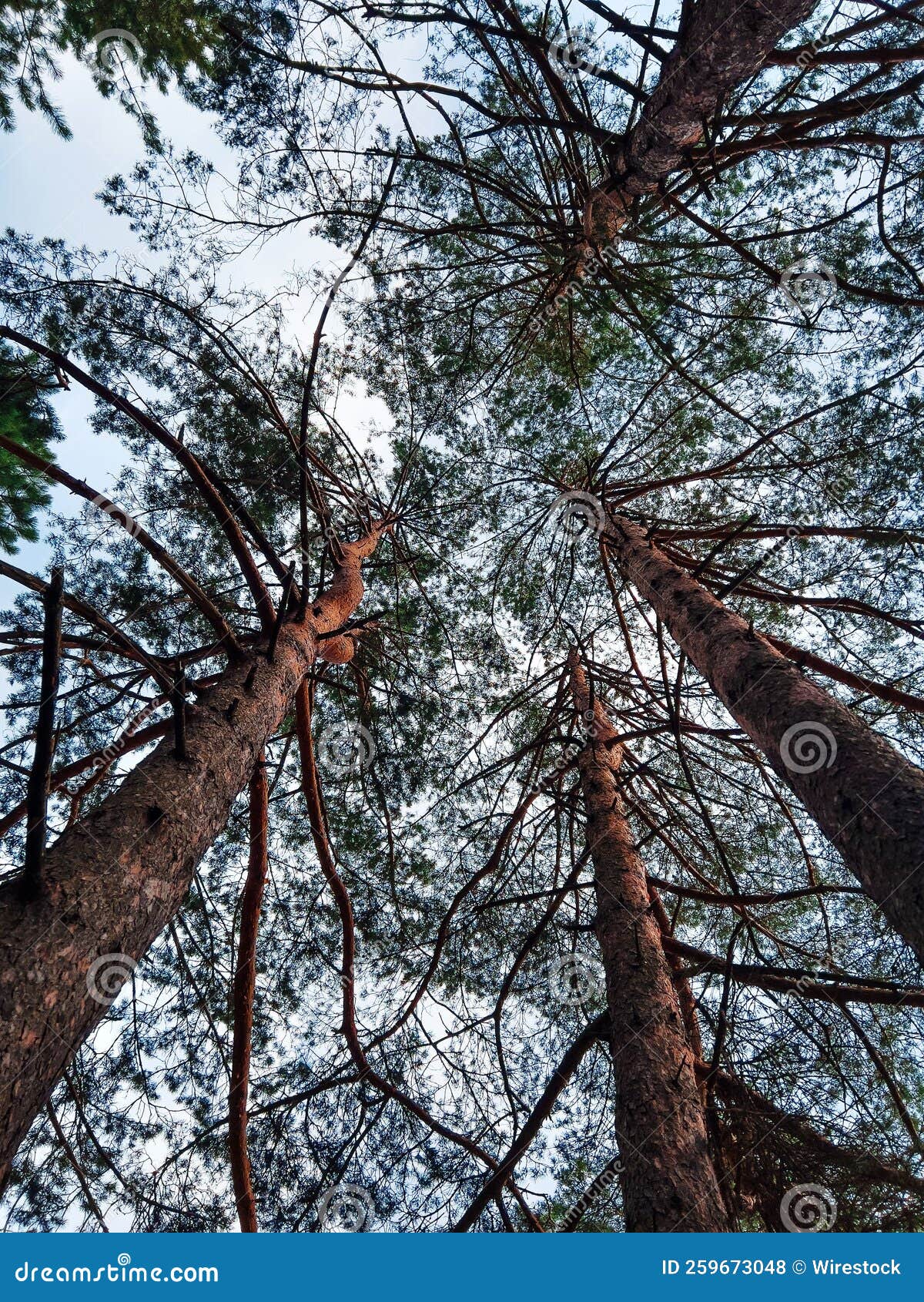 Vertical Low Angle of the Trees in the Green Beautiful Forest on the ...