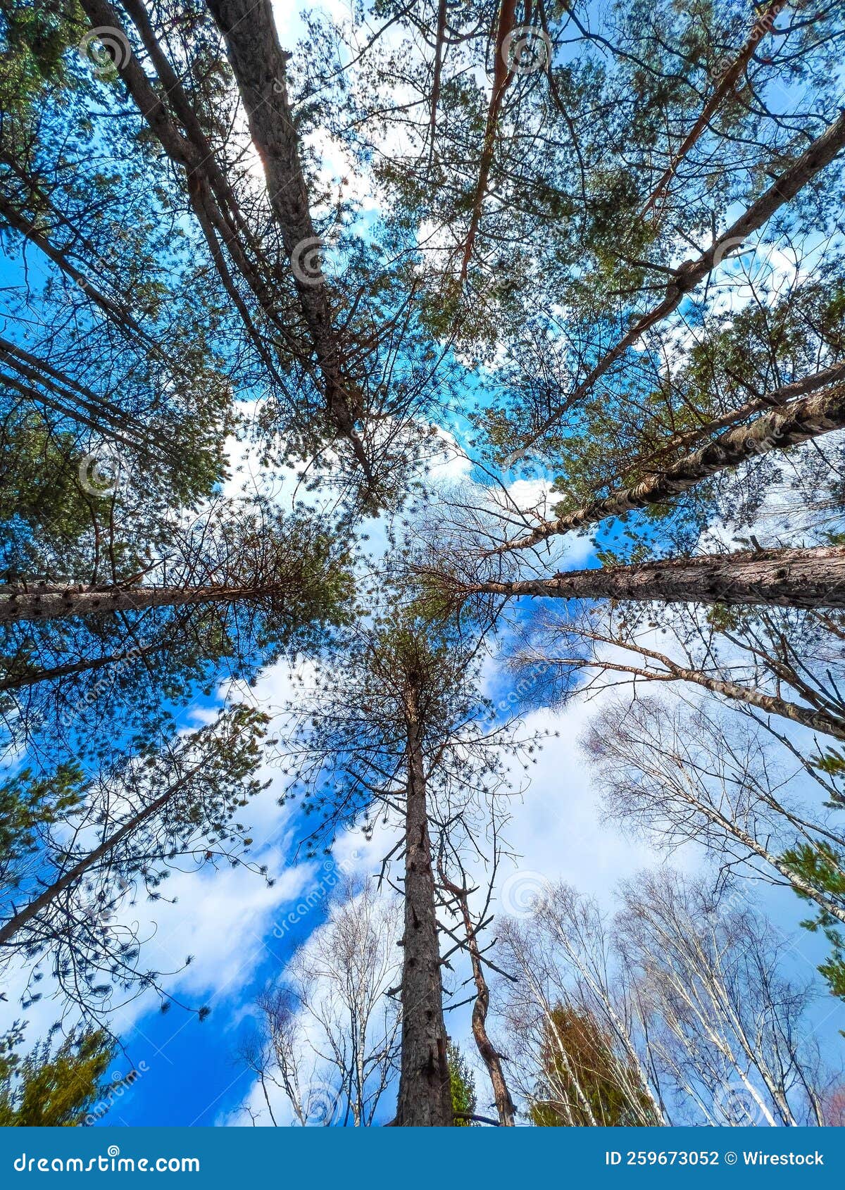Vertical Low Angle of the Trees in the Green Beautiful Forest on the ...