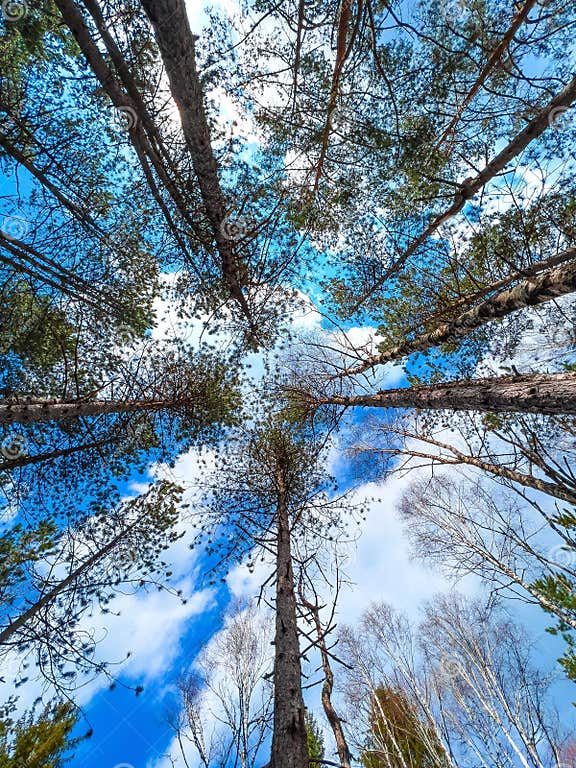 Vertical Low Angle of the Trees in the Green Beautiful Forest on the ...
