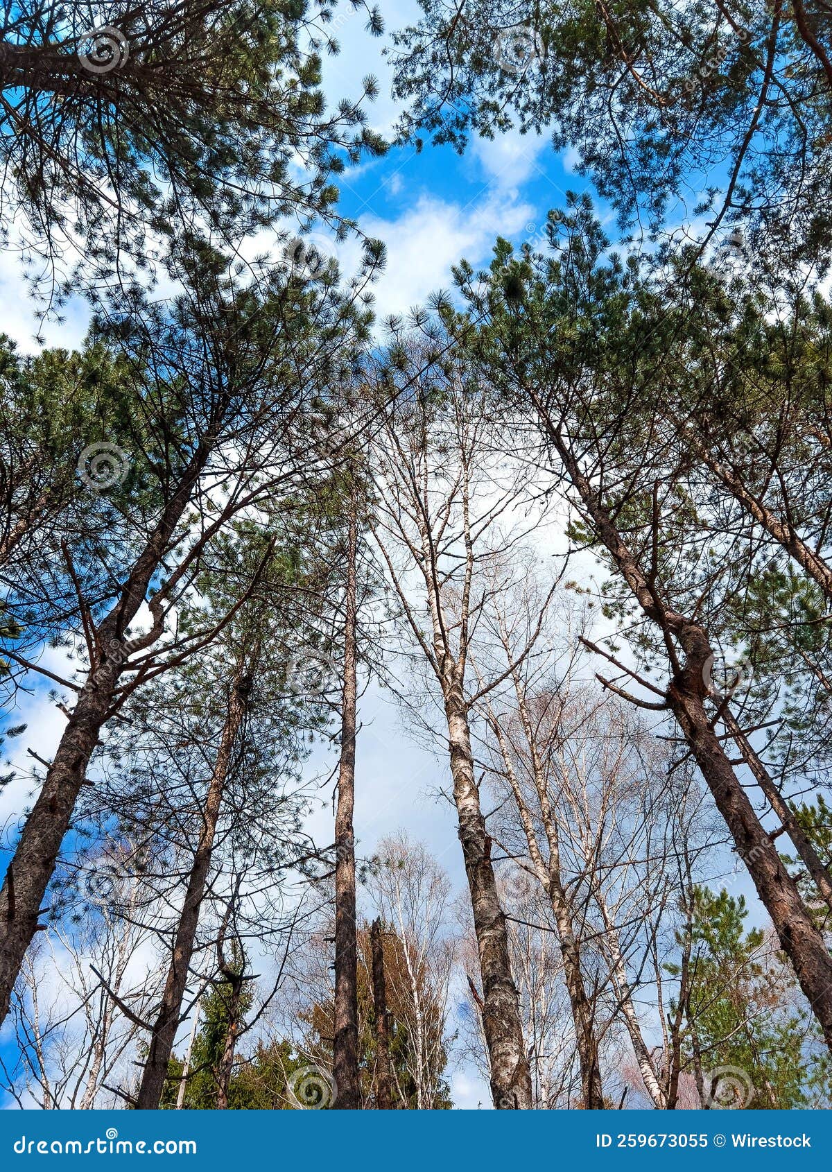 Vertical Low Angle of the Trees in the Green Beautiful Forest on the ...