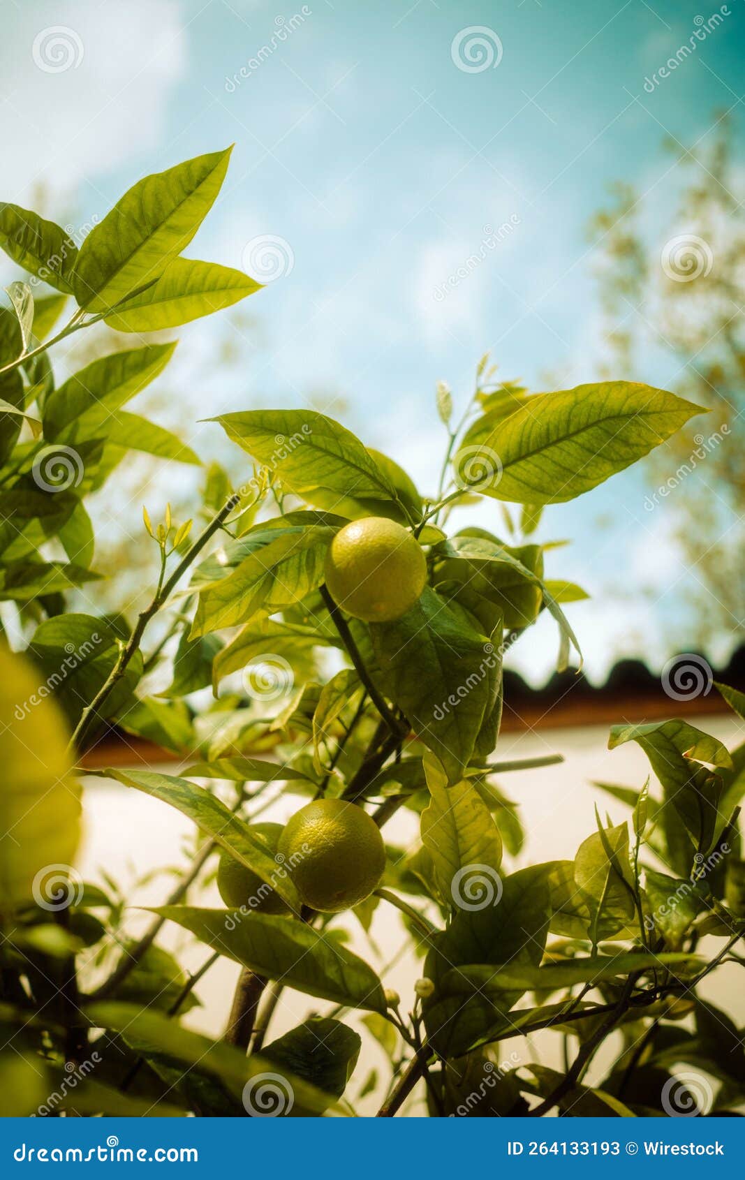 Vertical Low-angle View of the Branches of a Lemon Tree with Green ...