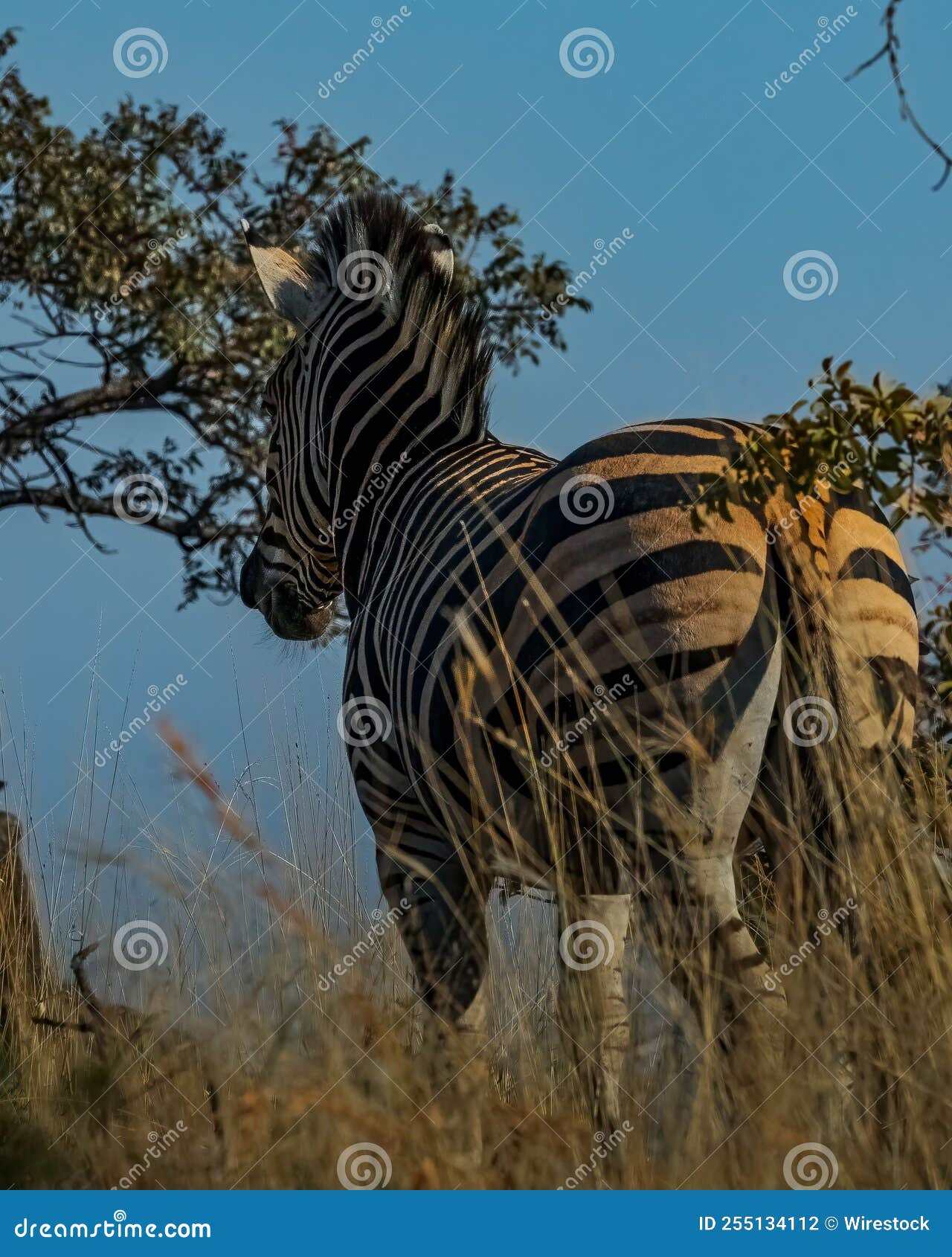 Vertical Low-angle View of a Zebra from Behind, Standing in the Grass ...