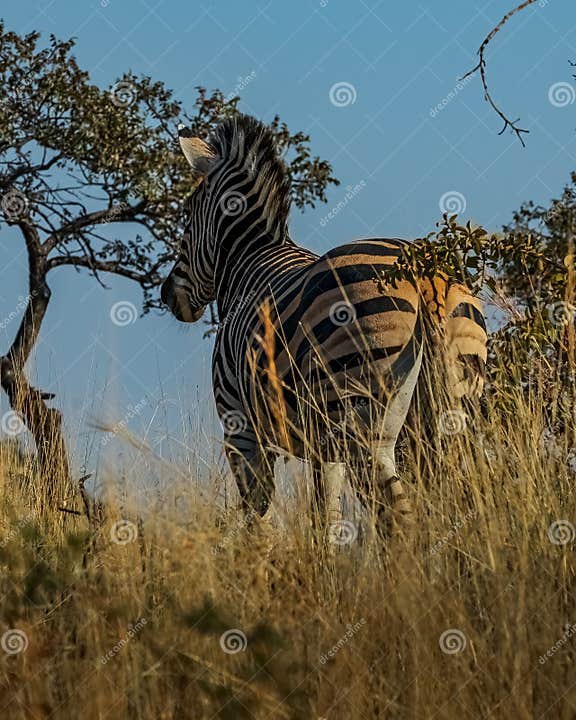 Vertical Low-angle View of a Zebra from Behind, Standing in the Grass ...