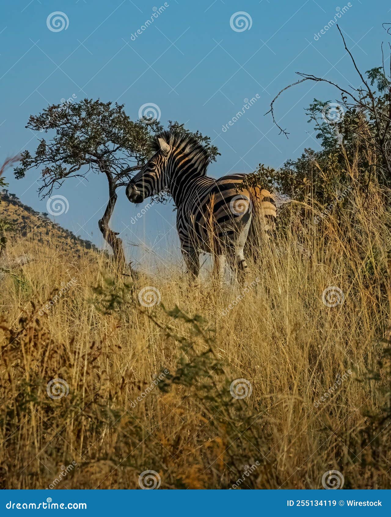 Vertical Low-angle View of a Zebra from Behind Standing in the Grass ...
