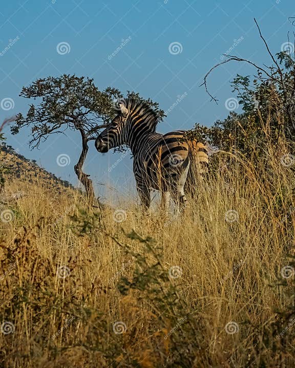 Vertical Low-angle View of a Zebra from Behind Standing in the Grass ...