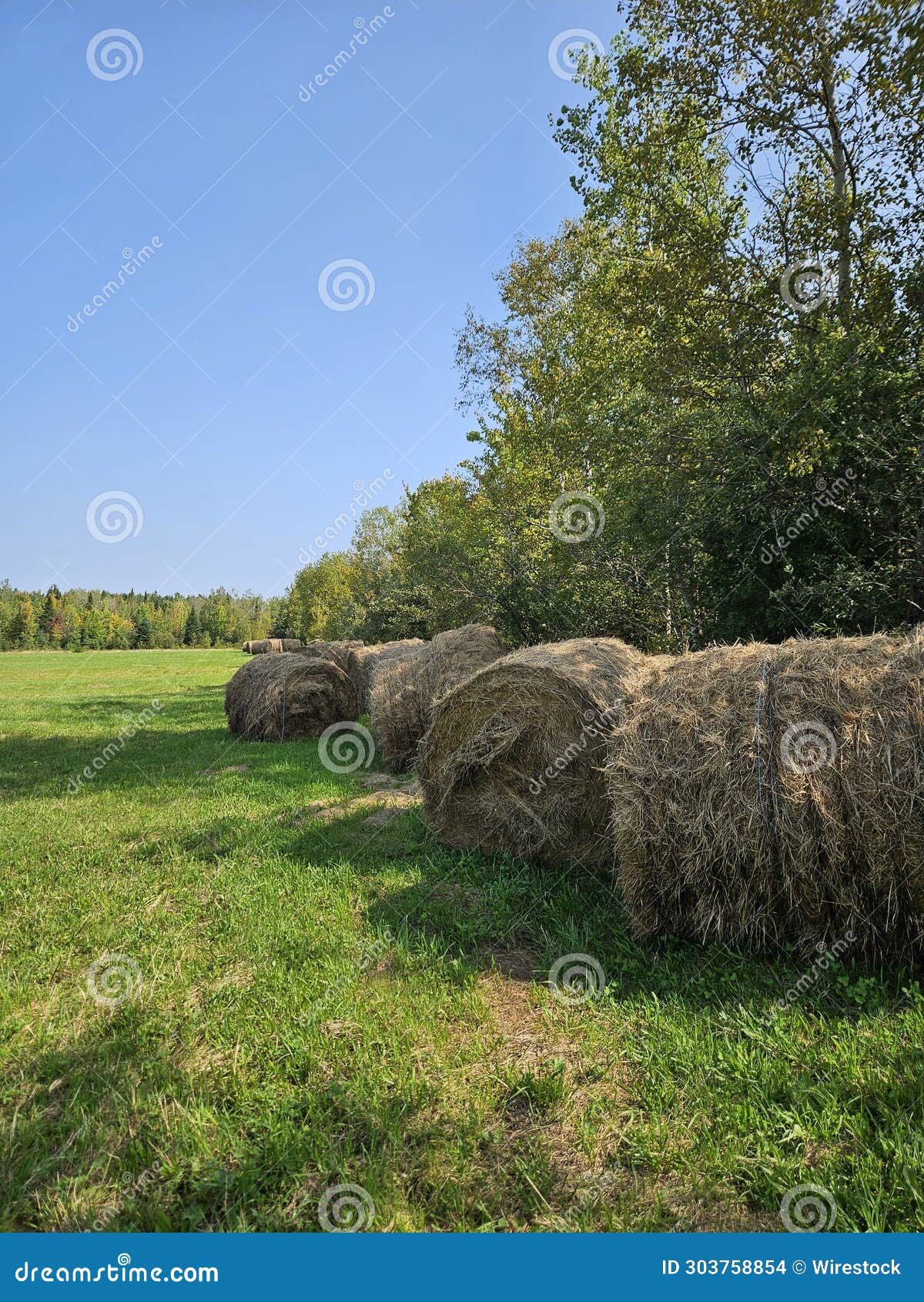 Vertical of a Lush, Grassy Field with Hay Bales Stock Photo - Image of ...