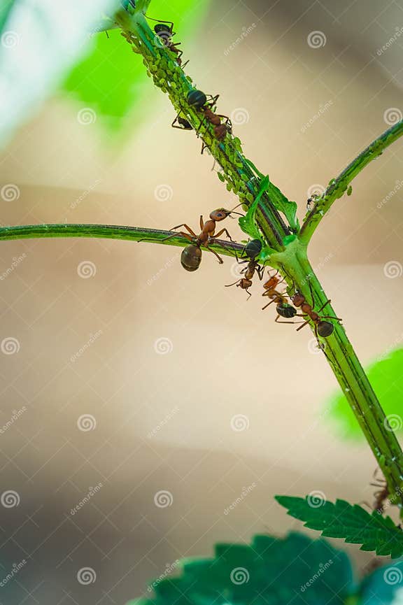 Vertical Macro of Ants on a Green Plant Stock Photo - Image of detail ...
