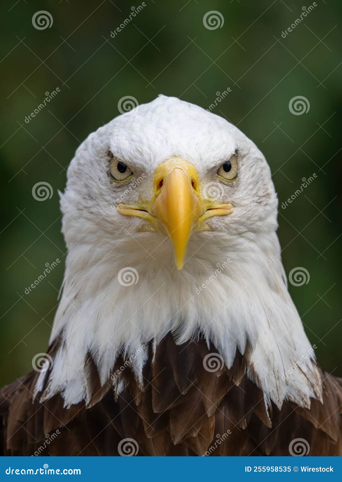Vertical Macro of a Bald Eagle Looking Angry Stock Image - Image of ...