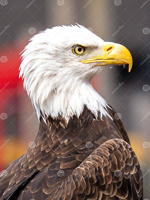 Vertical Macro of a Bald Eagle Looking Angry Stock Image - Image of ...