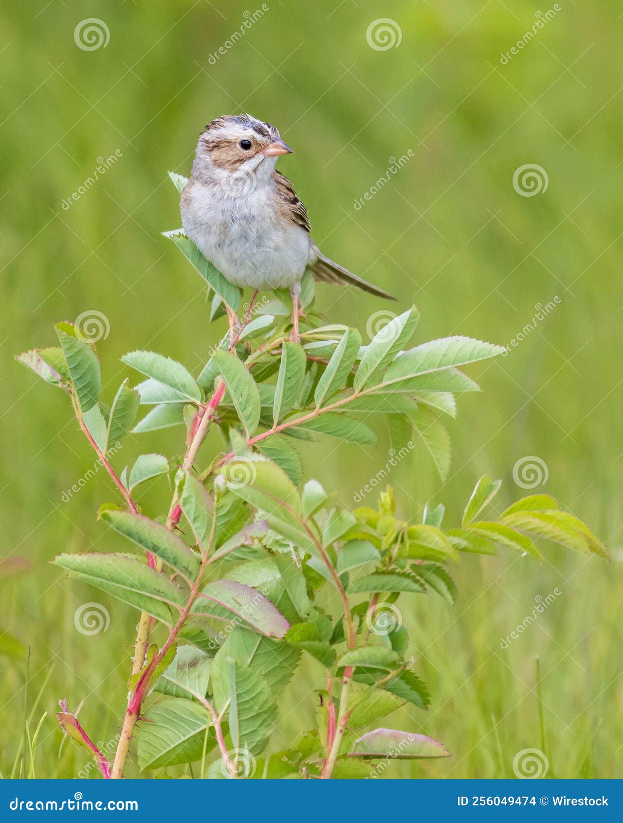 Vertical Macro of a Clay-colored Sparrow on a Tree Branch Stock Photo ...