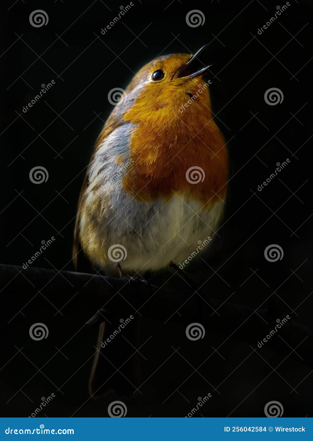 Vertical Macro of a European Robin Perched on the Branch before the ...
