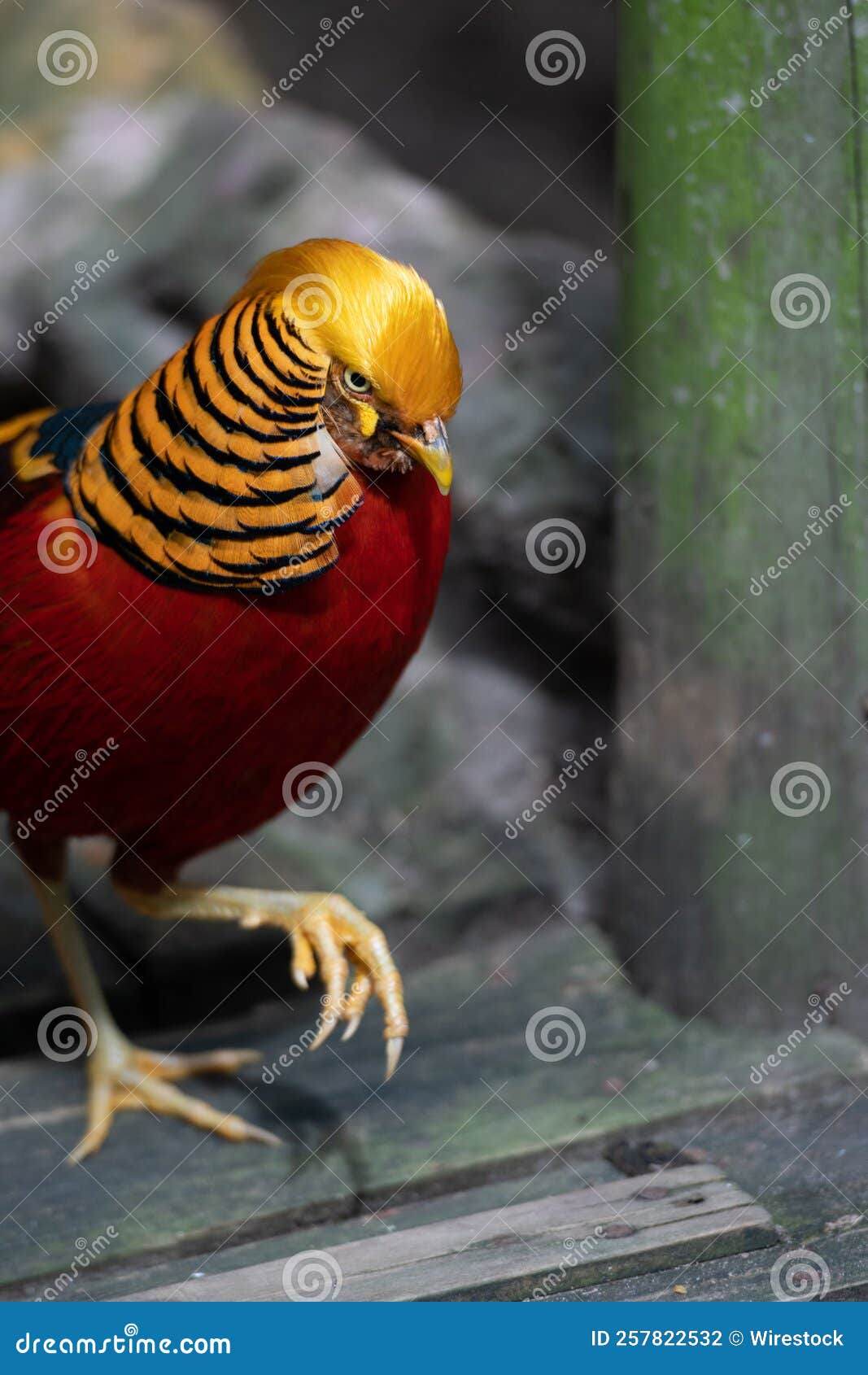 Vertical Macro of a Golden Pheasant on Rocks Stock Photo - Image of ...