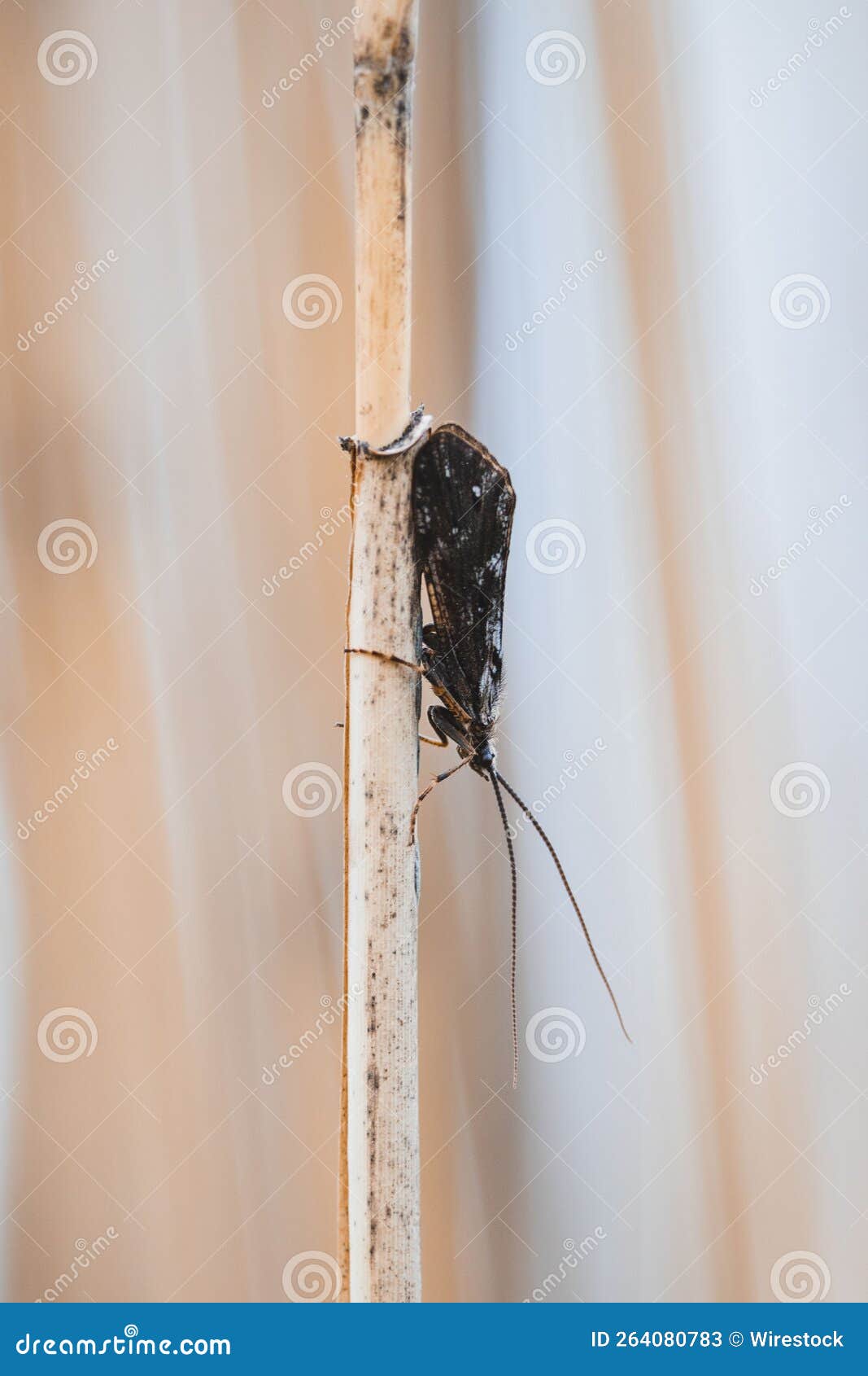 Vertical Macro of an Insect on a Straw Stock Image - Image of macro ...