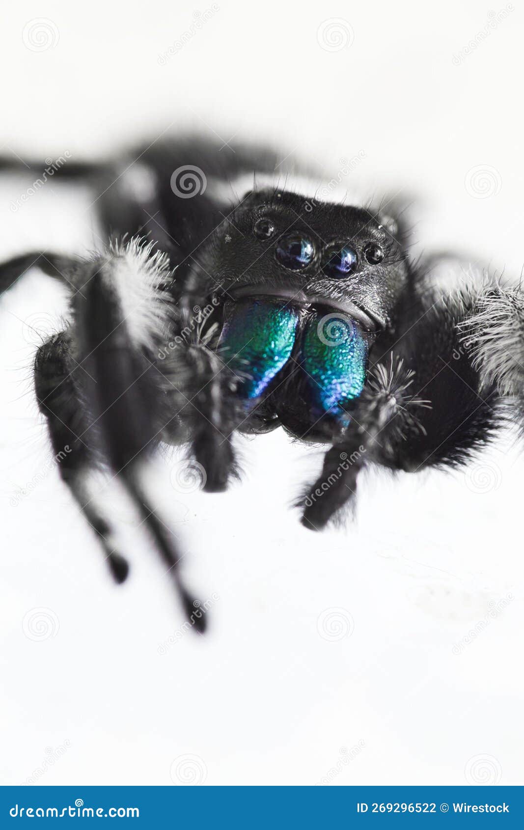 Vertical Macro of a Jumping Spider on the White Background Stock Photo ...