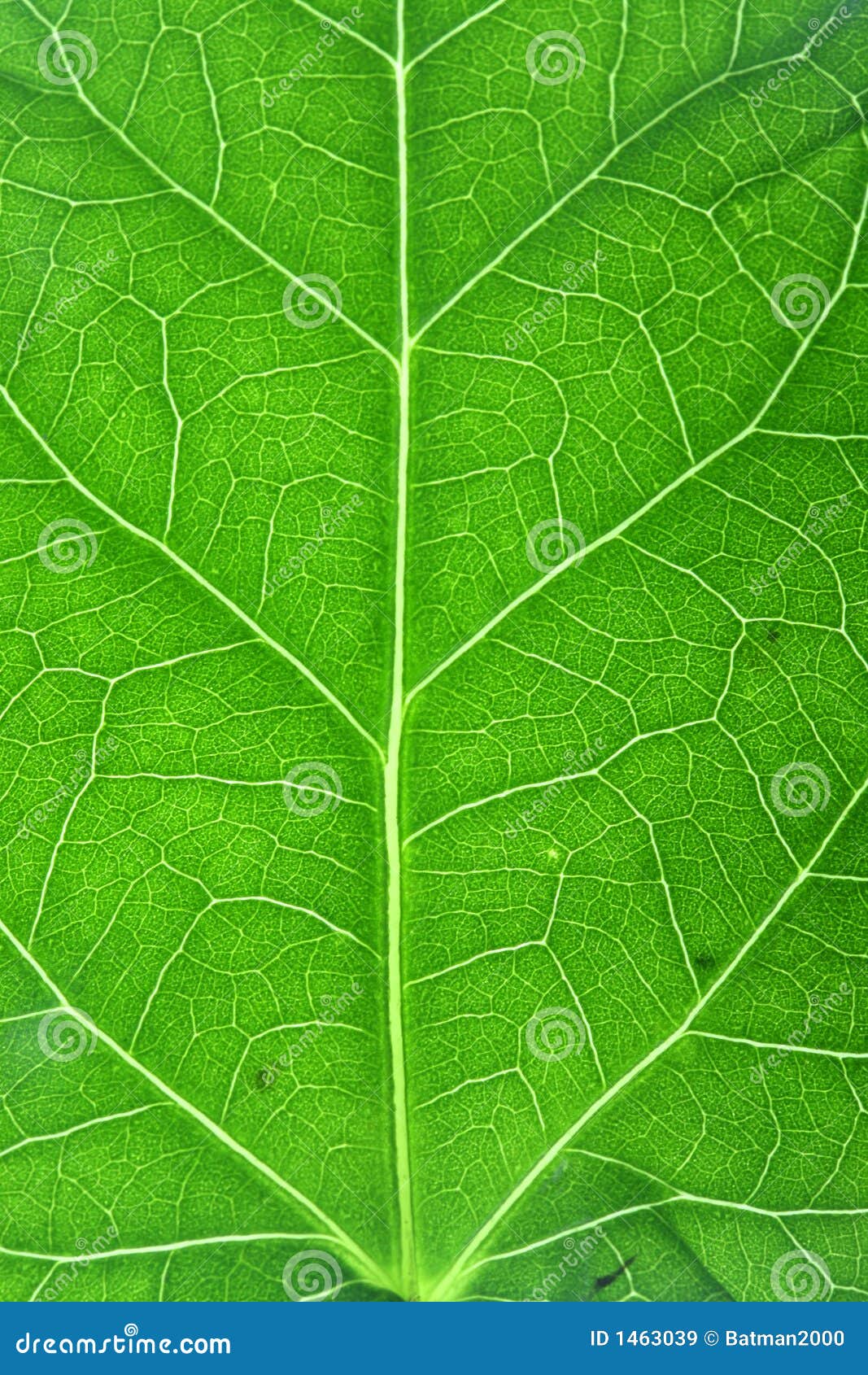 Vertical macro leaf stock image. Image of leaf, herbs - 1463039