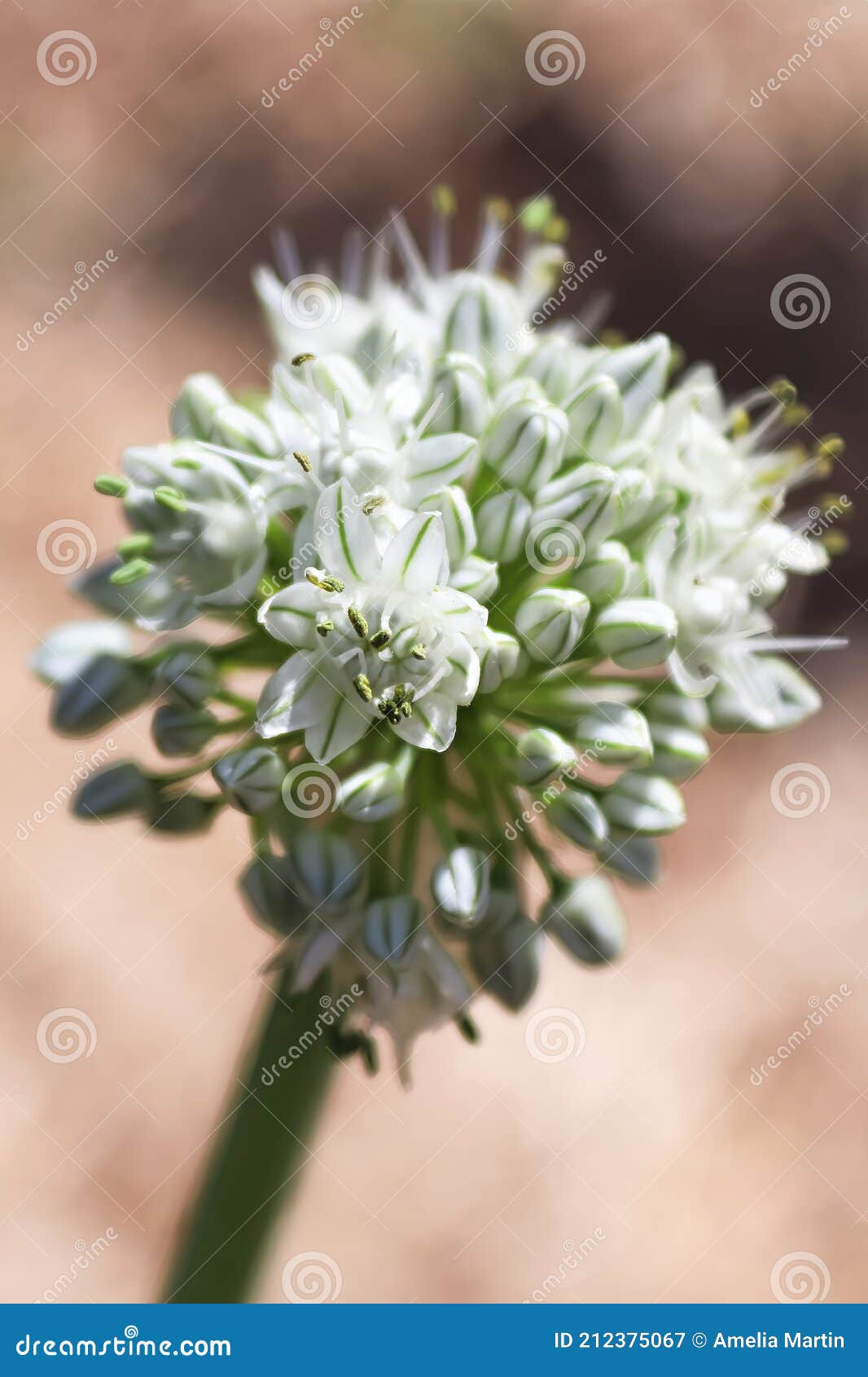 Vertical Macro of Onion Scape Flower Cluster Stock Image - Image of ...