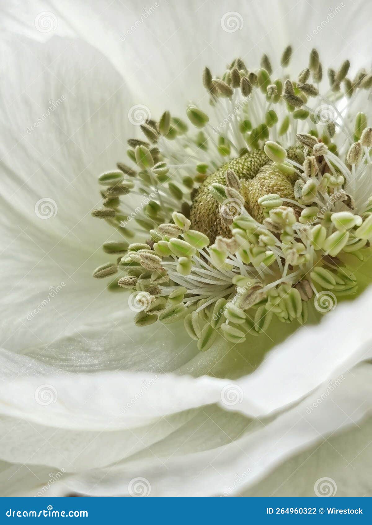 Vertical Macro of the Sepals of a White Poppy Stock Photo - Image of ...