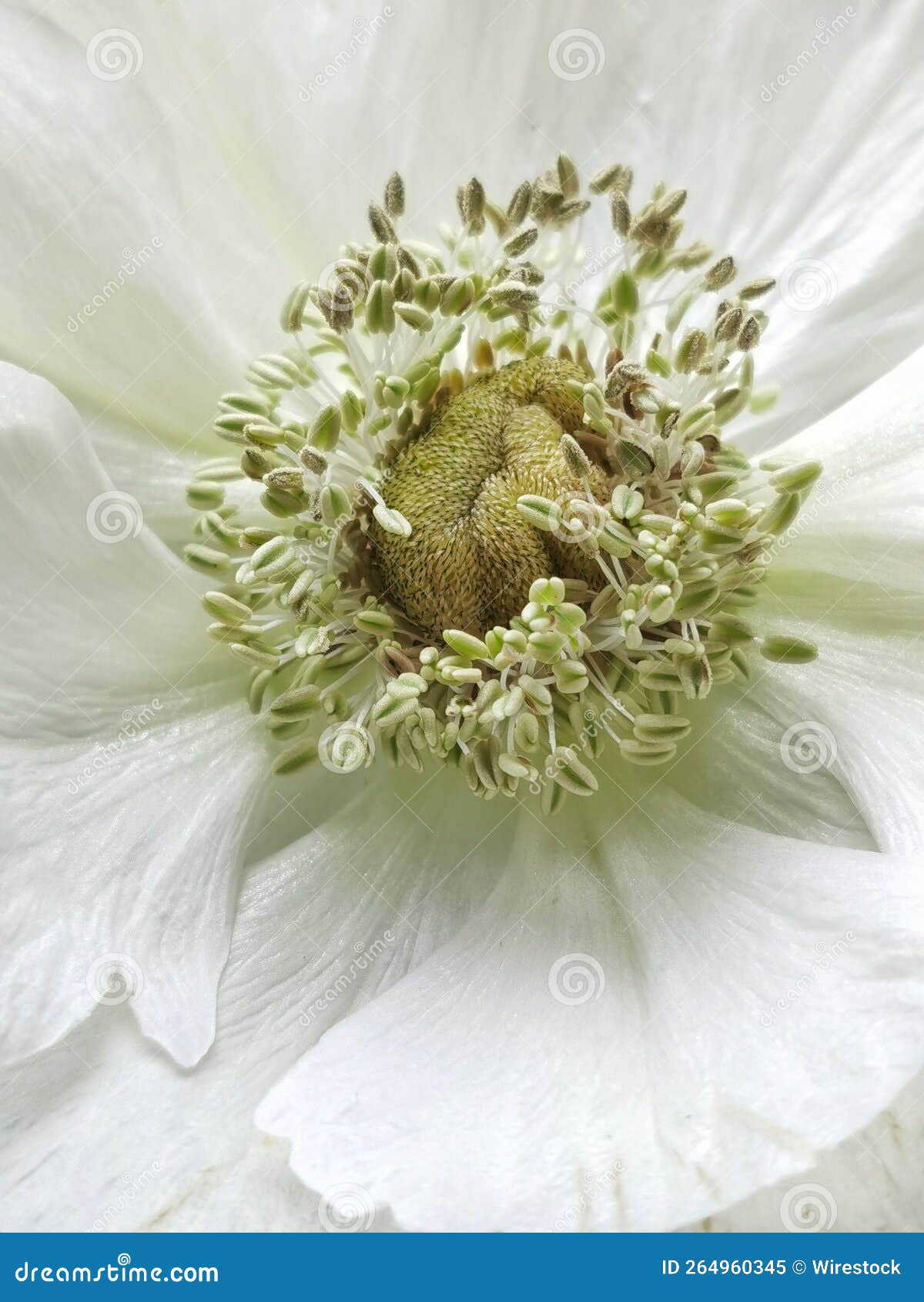 Vertical Macro of the Sepals of a White Poppy Stock Image - Image of ...