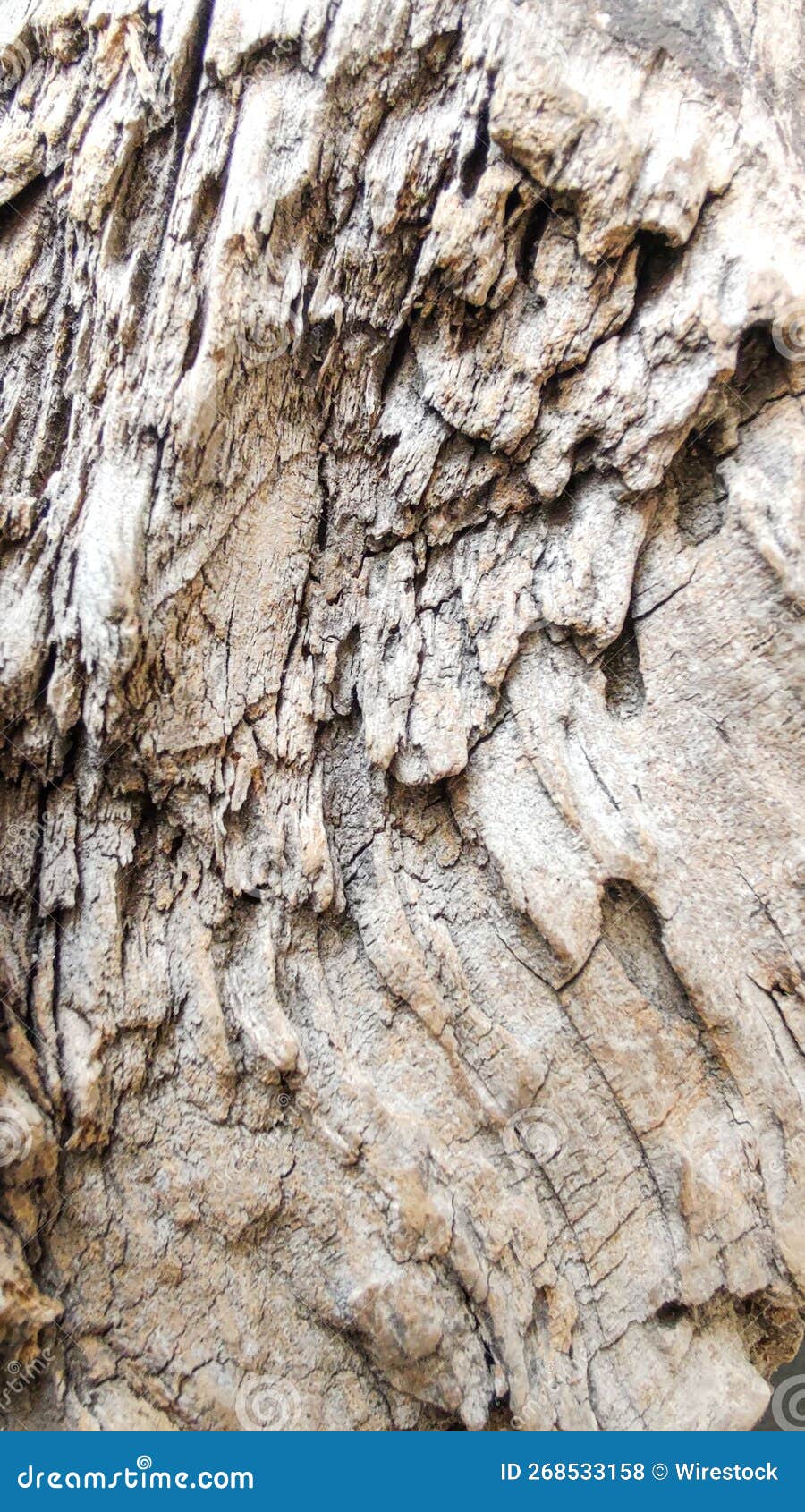 Vertical Macro Shot of the Bark of an Old Tree with Multiple Layers ...