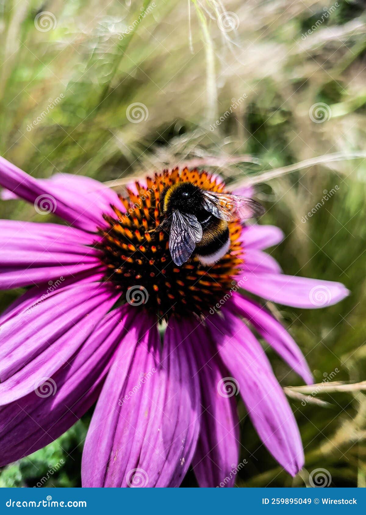 Vertical Macro Shot of a Bumblebee Pollinating a Pink Coneflower Stock ...