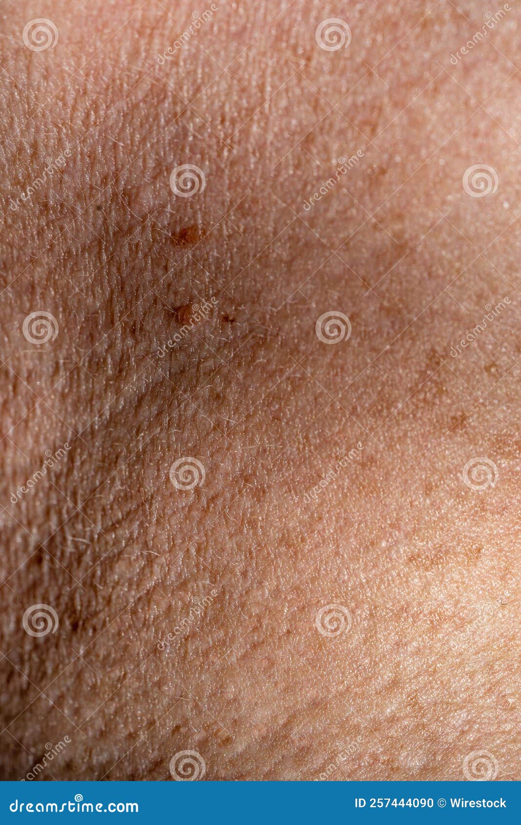 Vertical Macro Shot of the Human Skin Texture. Stock Photo - Image of ...