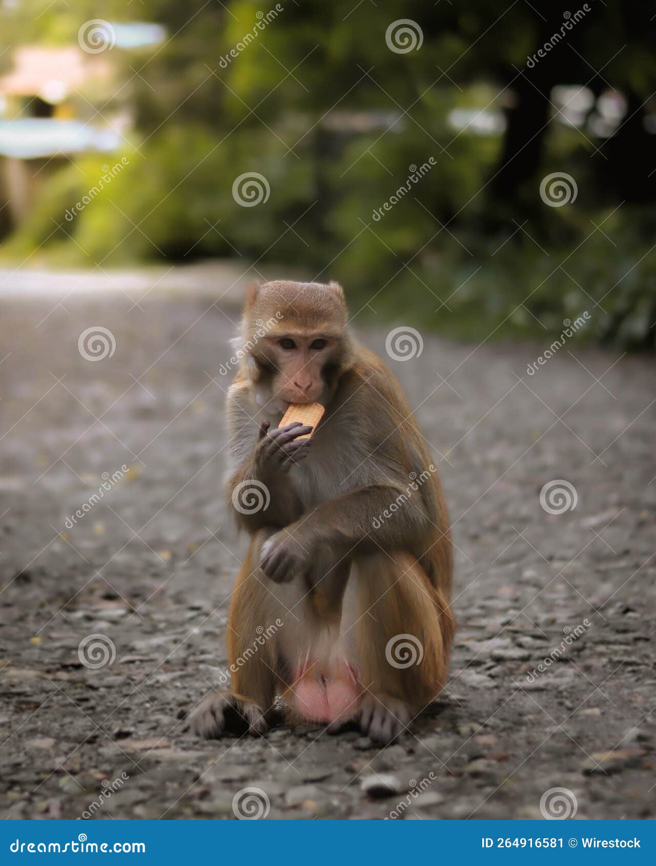 Vertical Macro Shot of the Indochinese Rhesus Macaque Eating a Cracker ...