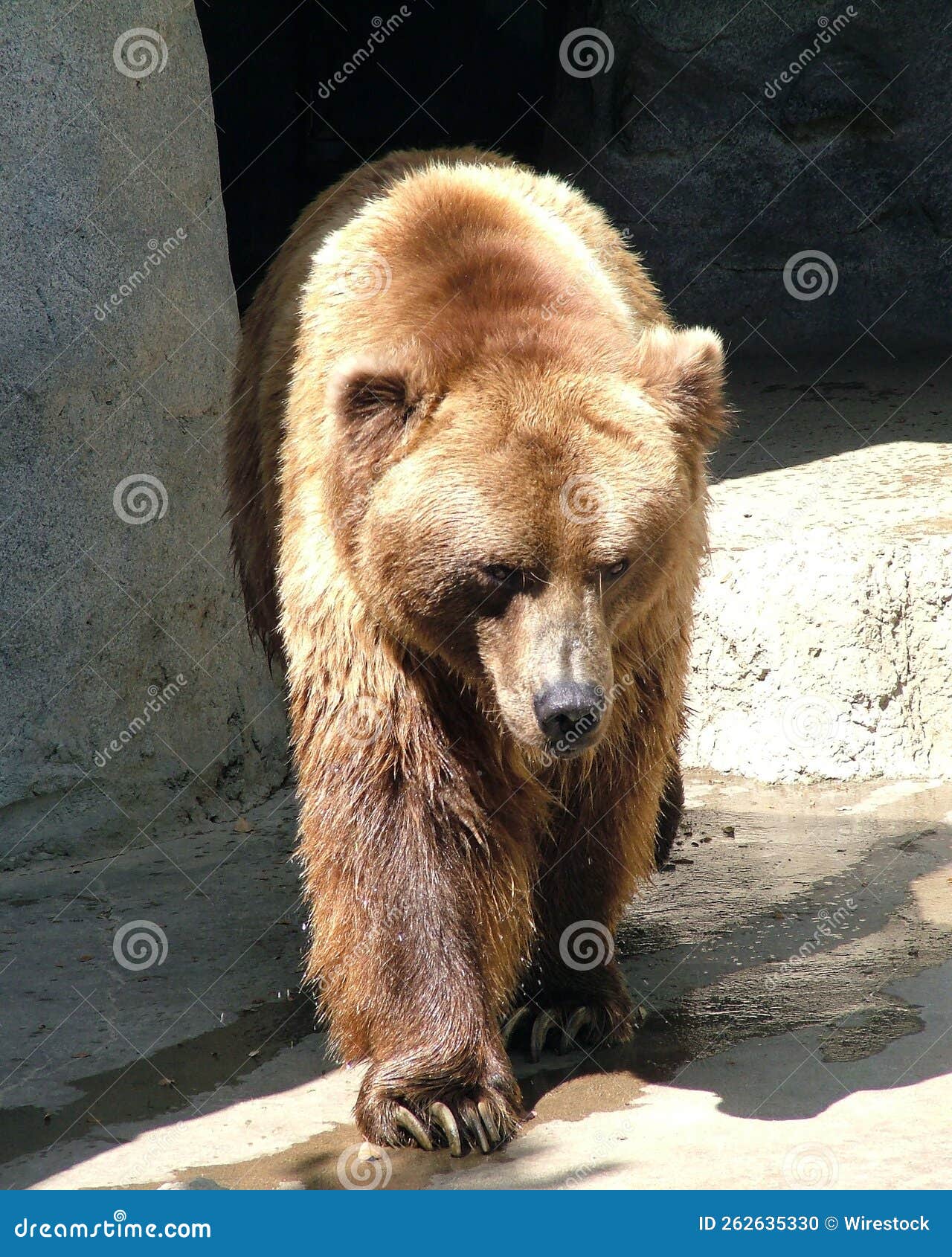 Vertical Macro Shot of a Wet Grizzly Bear Under the Sunlight Stock ...