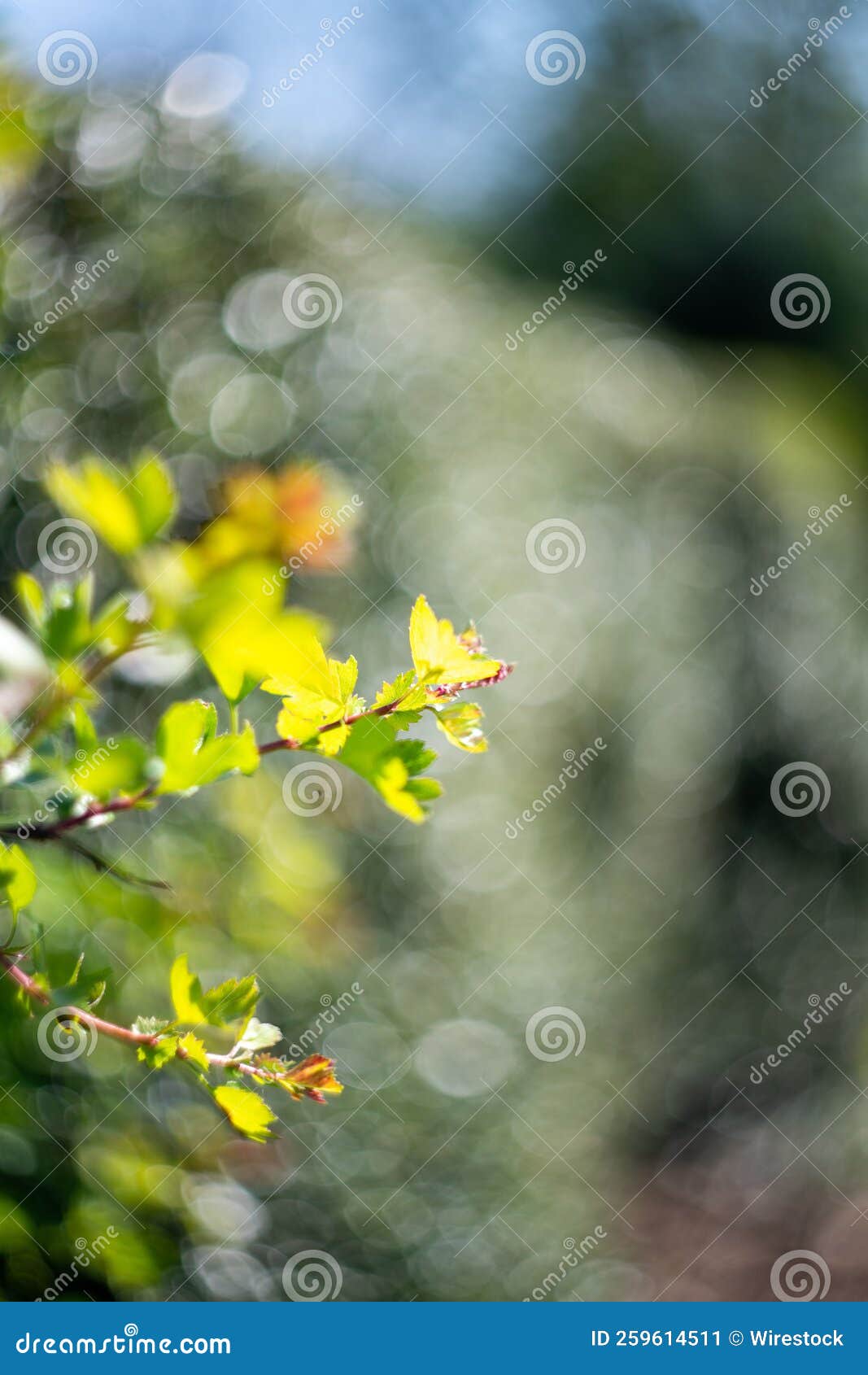 Vertical Macro of Tree Branches Stock Image - Image of nature, tree ...