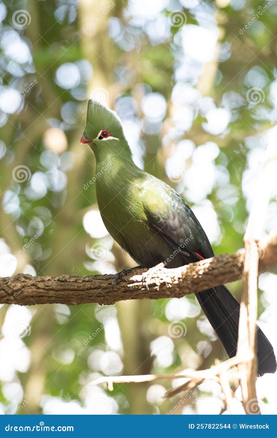Vertical Macro of a Turaco on a Tree Branch Stock Photo - Image of ...