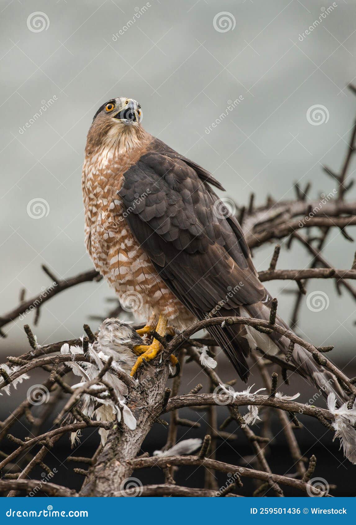 Vertical Macro View of a Hawk Perching on the Branch of a Tree before ...