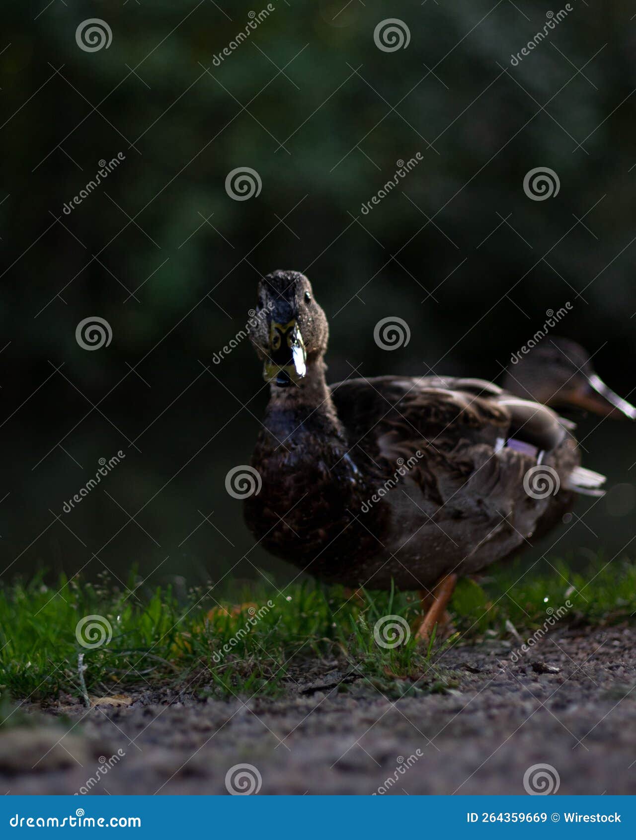 Vertical Macro View of a Mallard Duck Walking on the Grass Stock Image ...