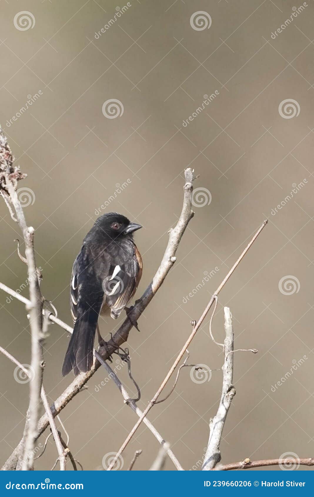 Vertical of an Male Eastern Towhee, Pipilo Erythrophthalmus Stock Photo ...