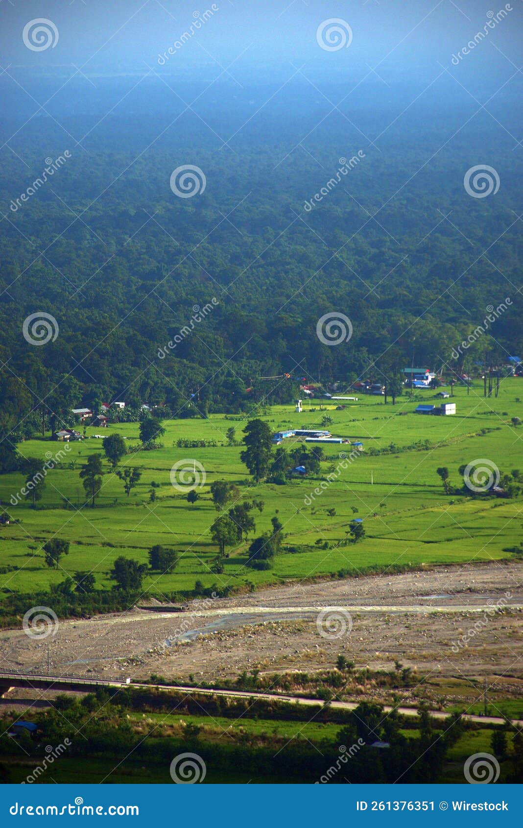 Vertical of a Meadow in Front of a Vast Forest with Tall Dense Trees ...