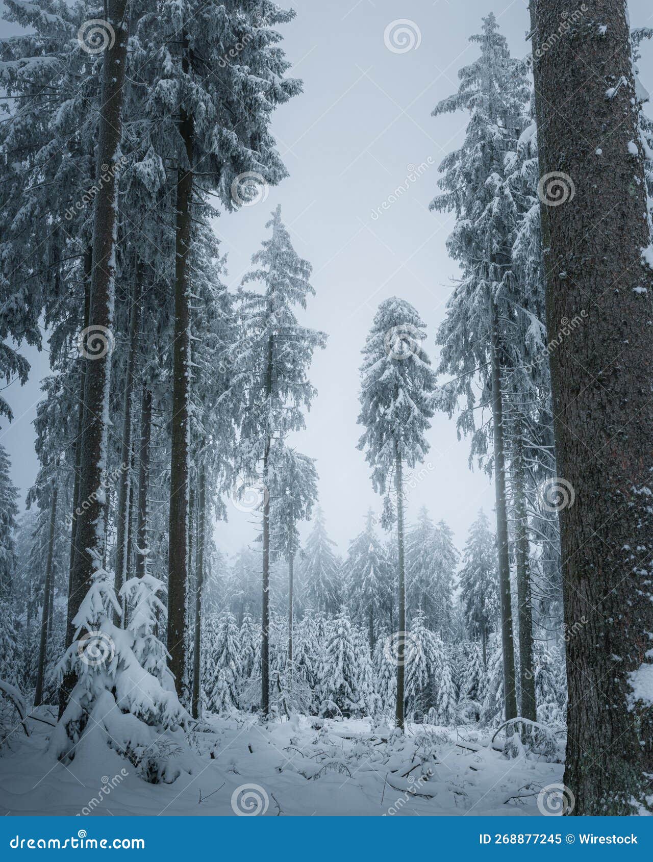 Vertical of a Mesmerizing Forest with Large Trees Covered in White Snow ...