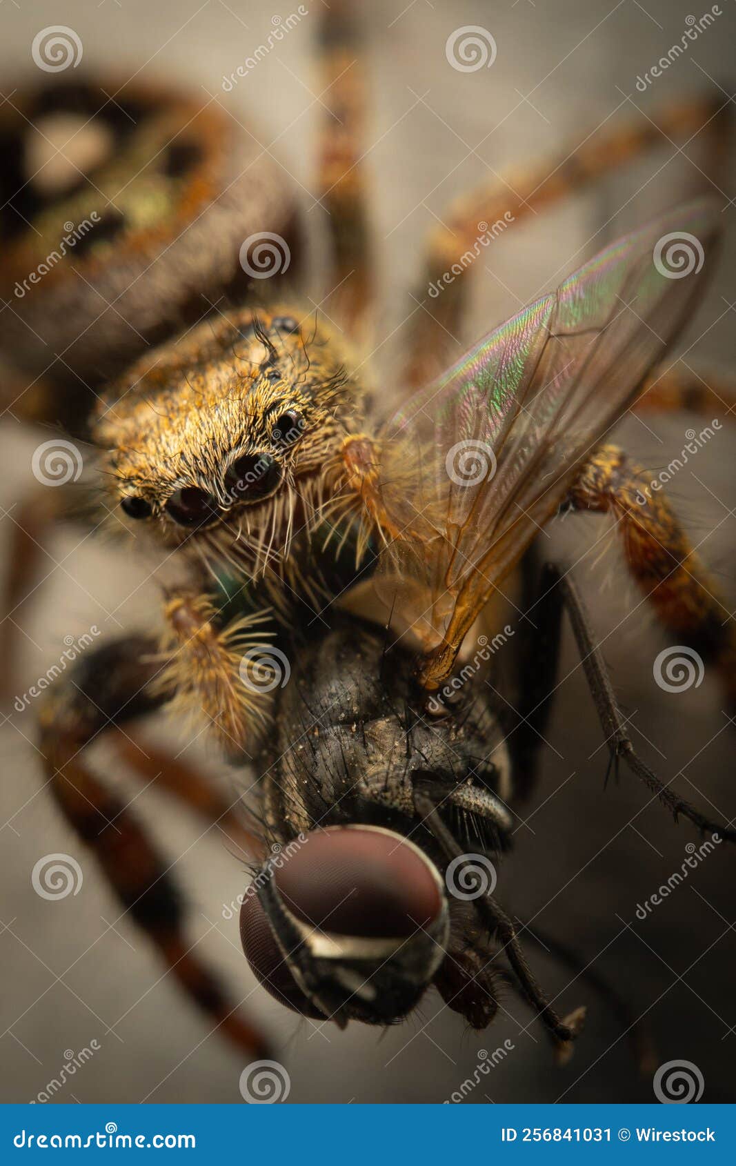 A Phidippus Clarus Spider Hunting a Fly Stock Image - Image of animal ...