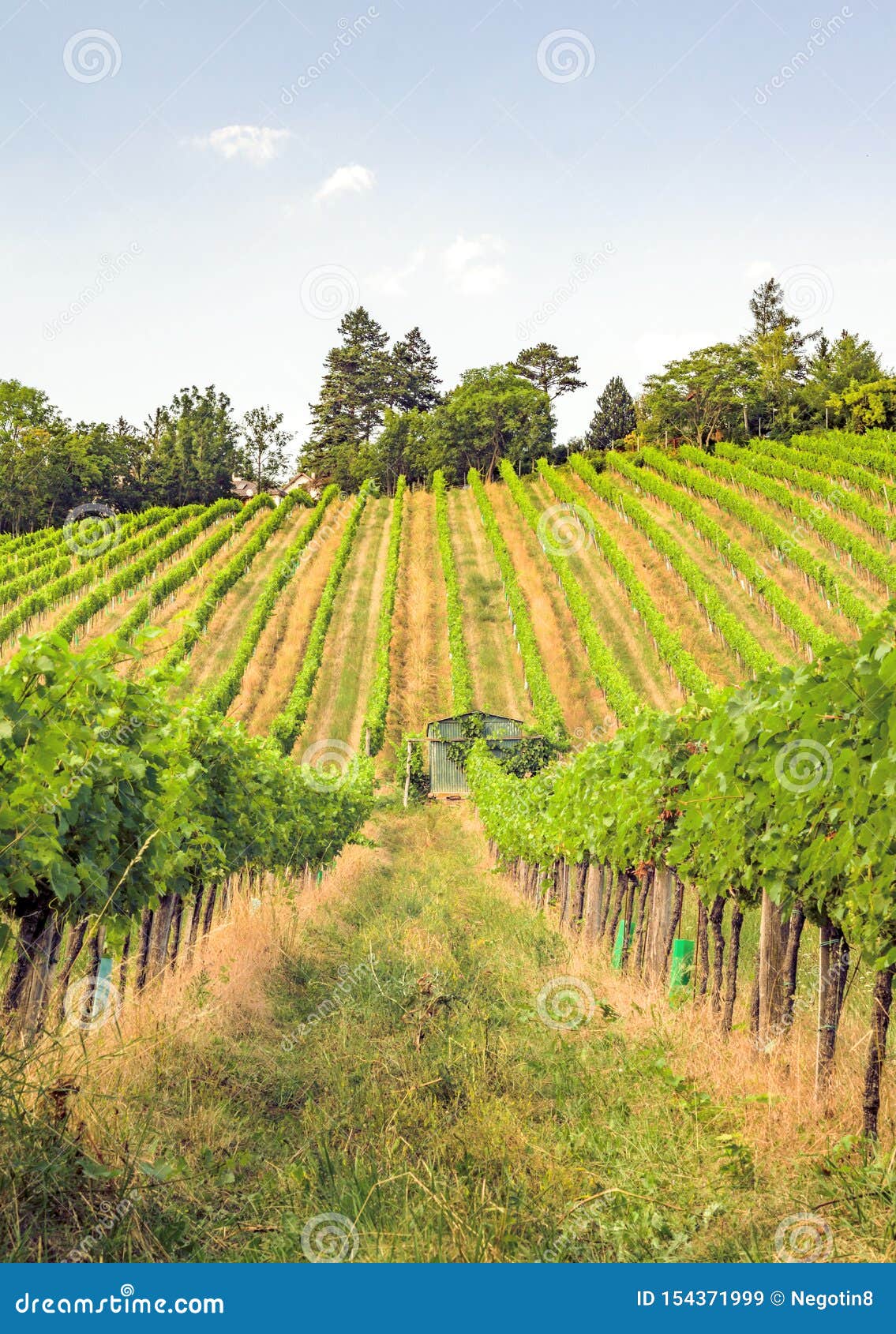 Vertical Middle of Vineyards Row in Vienna Austria Stock Image - Image ...