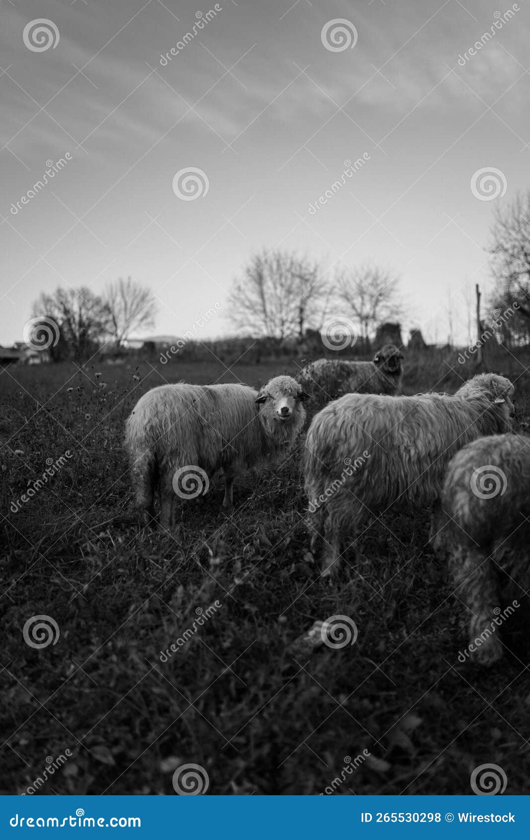 Vertical Monochrome Shot of Sheep in a Pasture Stock Photo - Image of ...