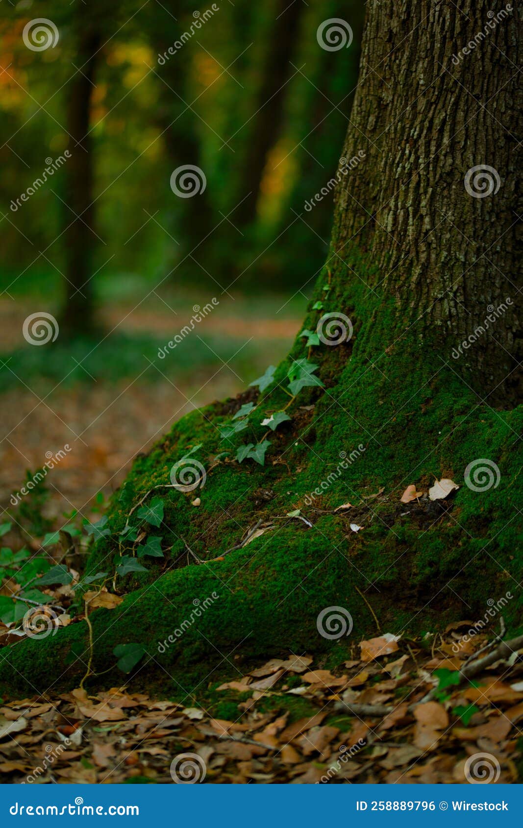 Vertical of a Mossy Tree Root and Leaves Around it Stock Photo - Image ...