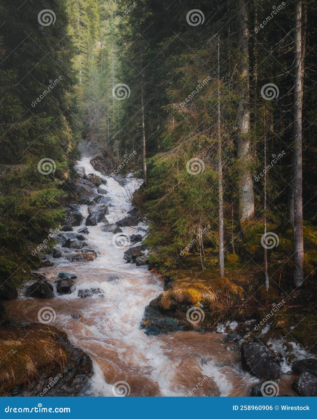 Vertical of Mountain Stream Working Its Way through a Pine Forest in ...