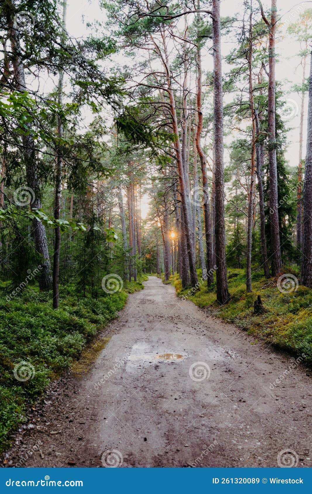 Vertical of a Muddy Path through the Forest. Stock Image - Image of ...