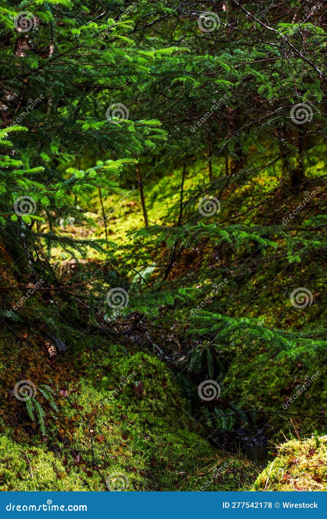 Vertical of a Narrow Footpath in a Serene Wooded Area Stock Photo ...
