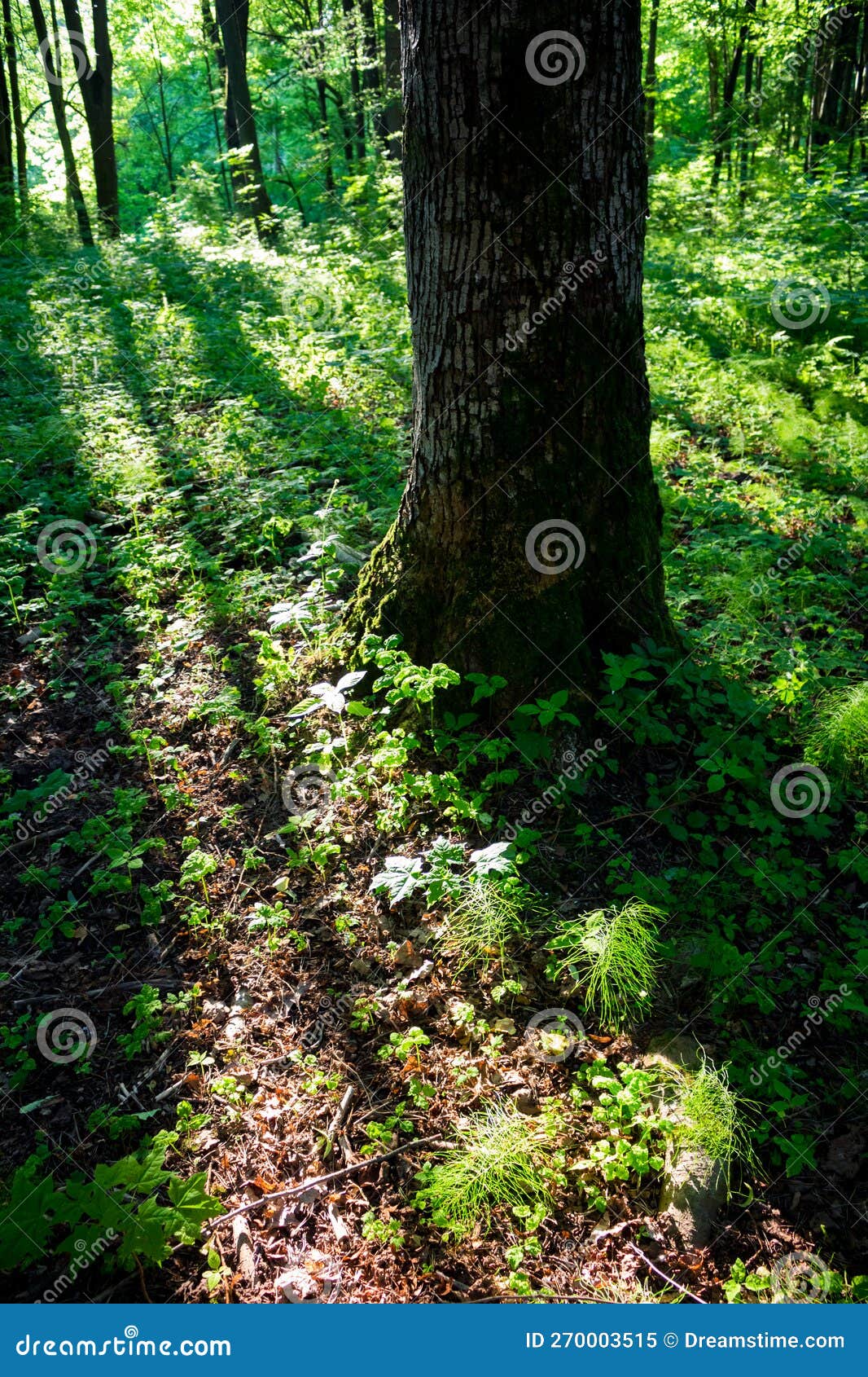 Vertical Natural Background, Sunlight in the Forest Stock Image - Image ...