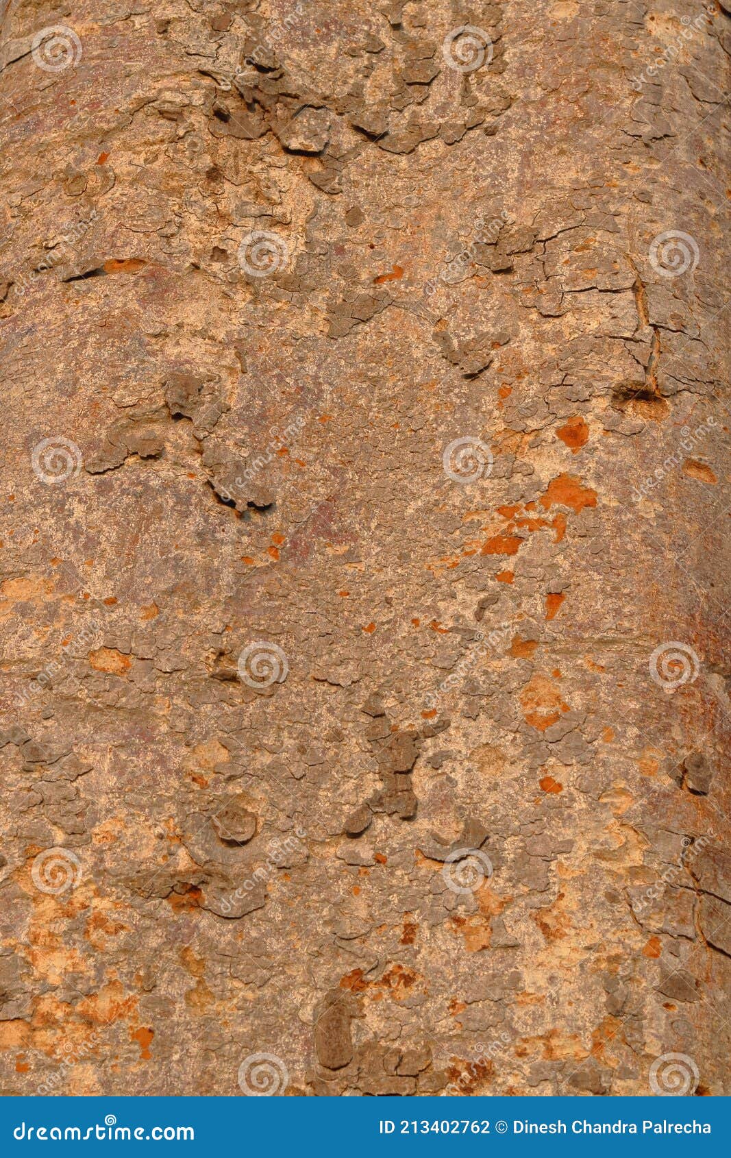 Vertical Natural Old Tree Bark Texture Wood Background Stock Photo ...