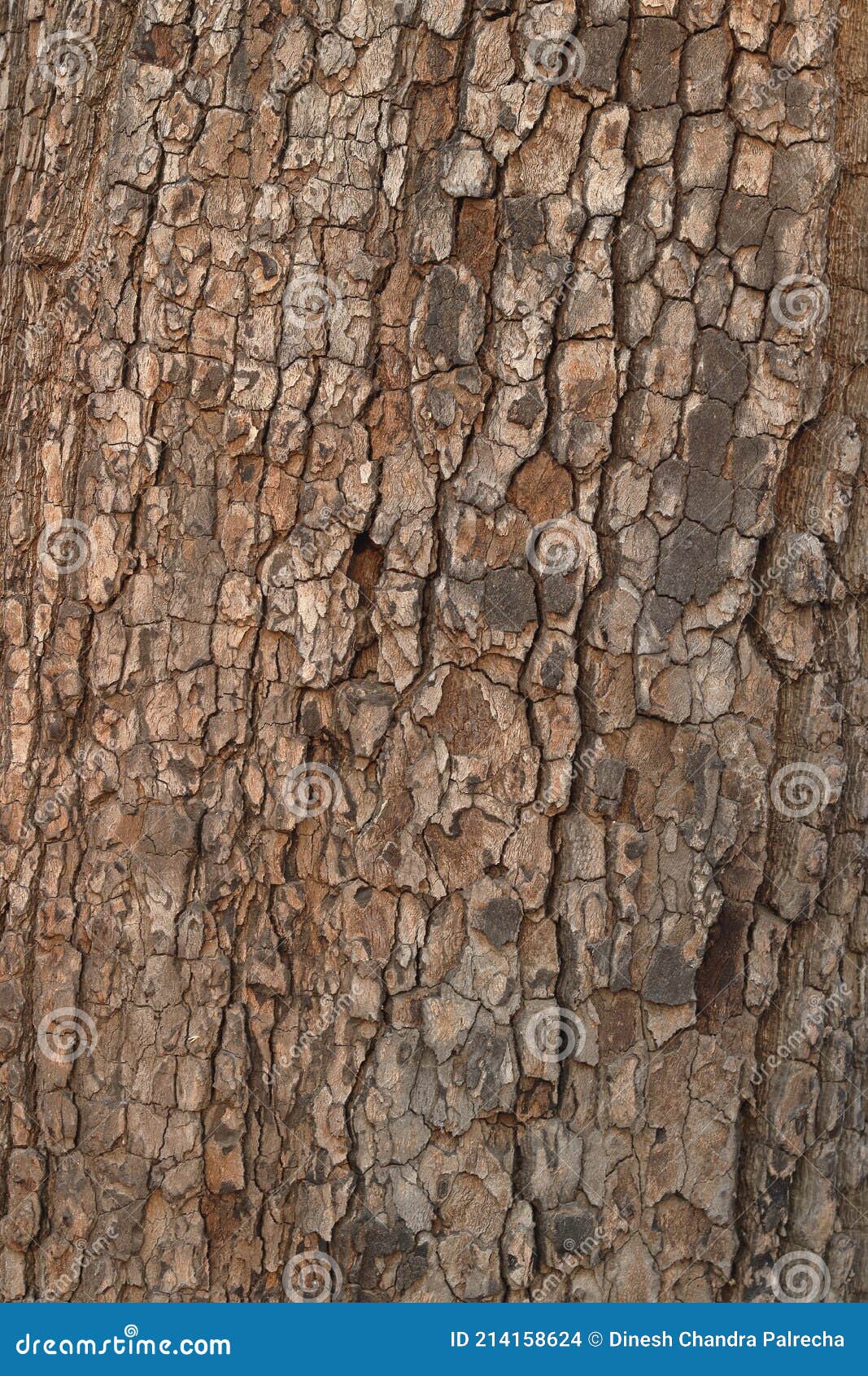 Vertical Natural Tree Bark Texture Backgrond Stock Photo - Image of ...